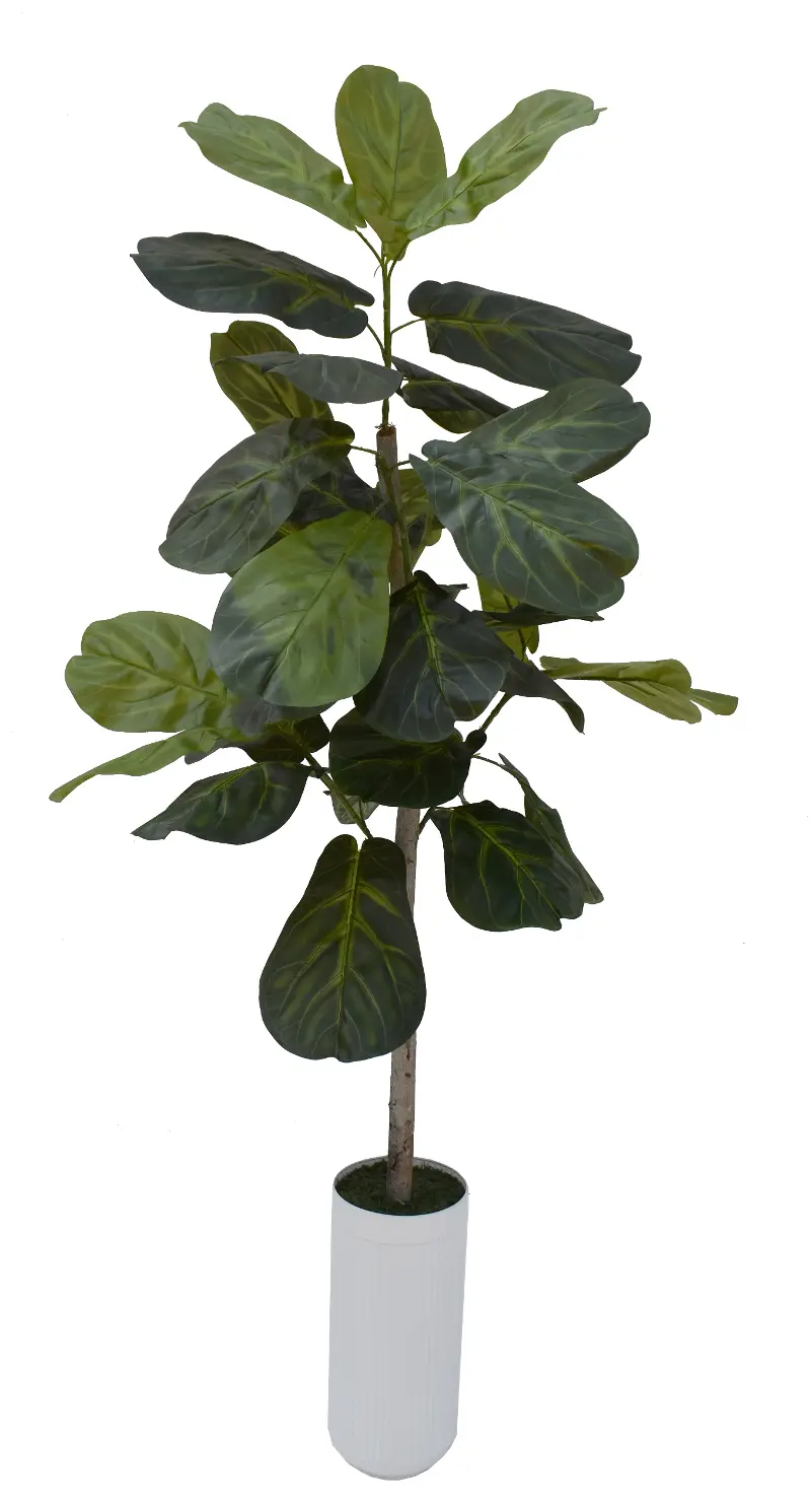 5' Fig Tree in Grooved Metal Planter | RC Willey